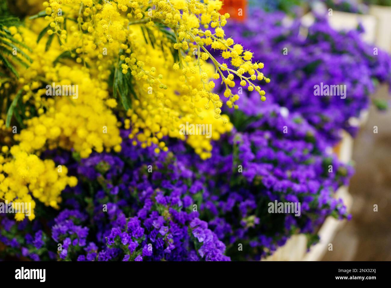 Large bunches of mimosa in yellow and violet on the shelves of the ...