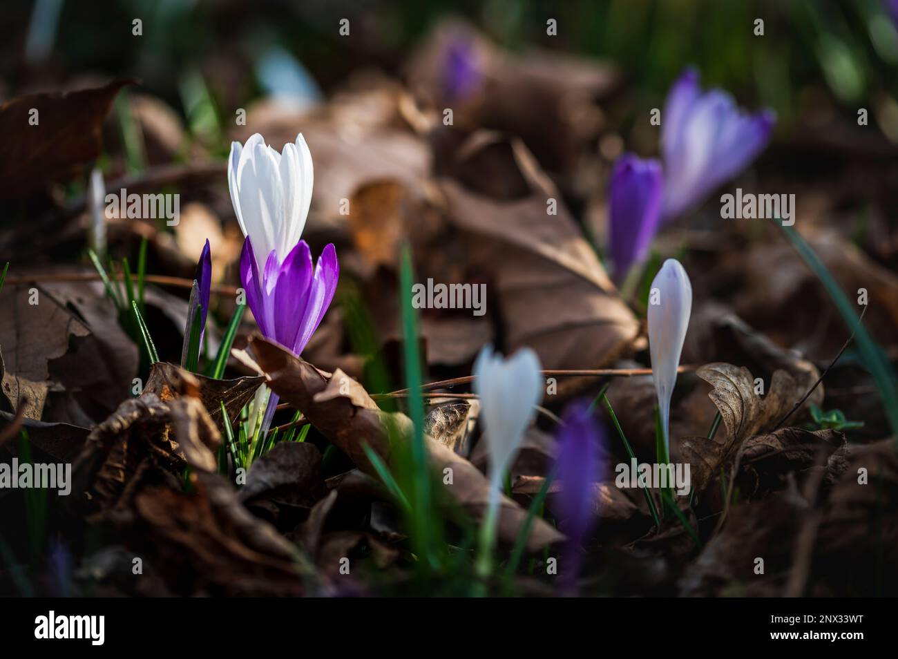 Crocuses in the woods. Color explosion Stock Photo - Alamy