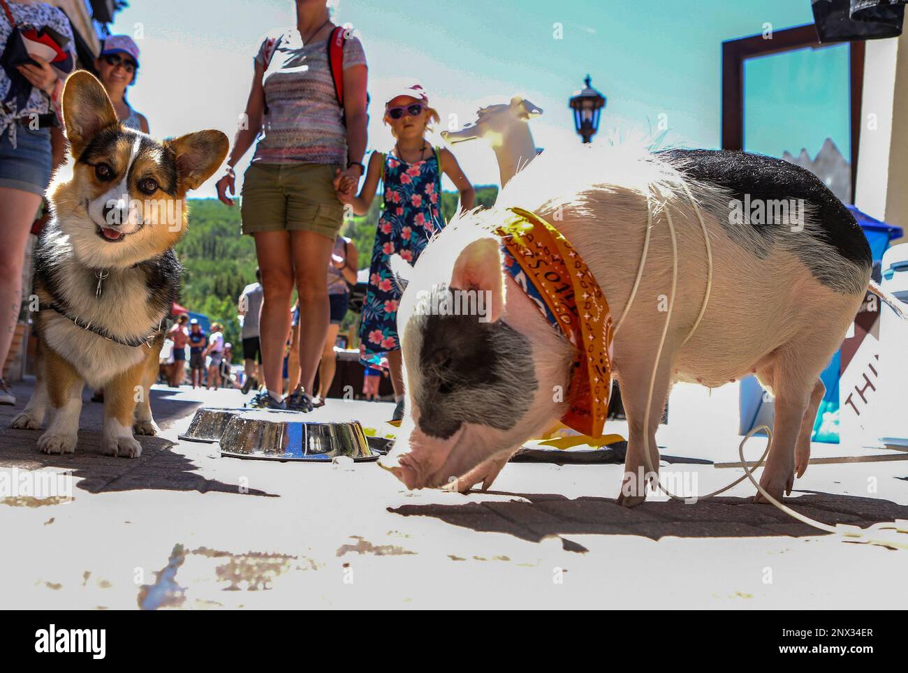 Pickles the Pig eats ice cubes in Dog Town during the GoPro Mountain ...