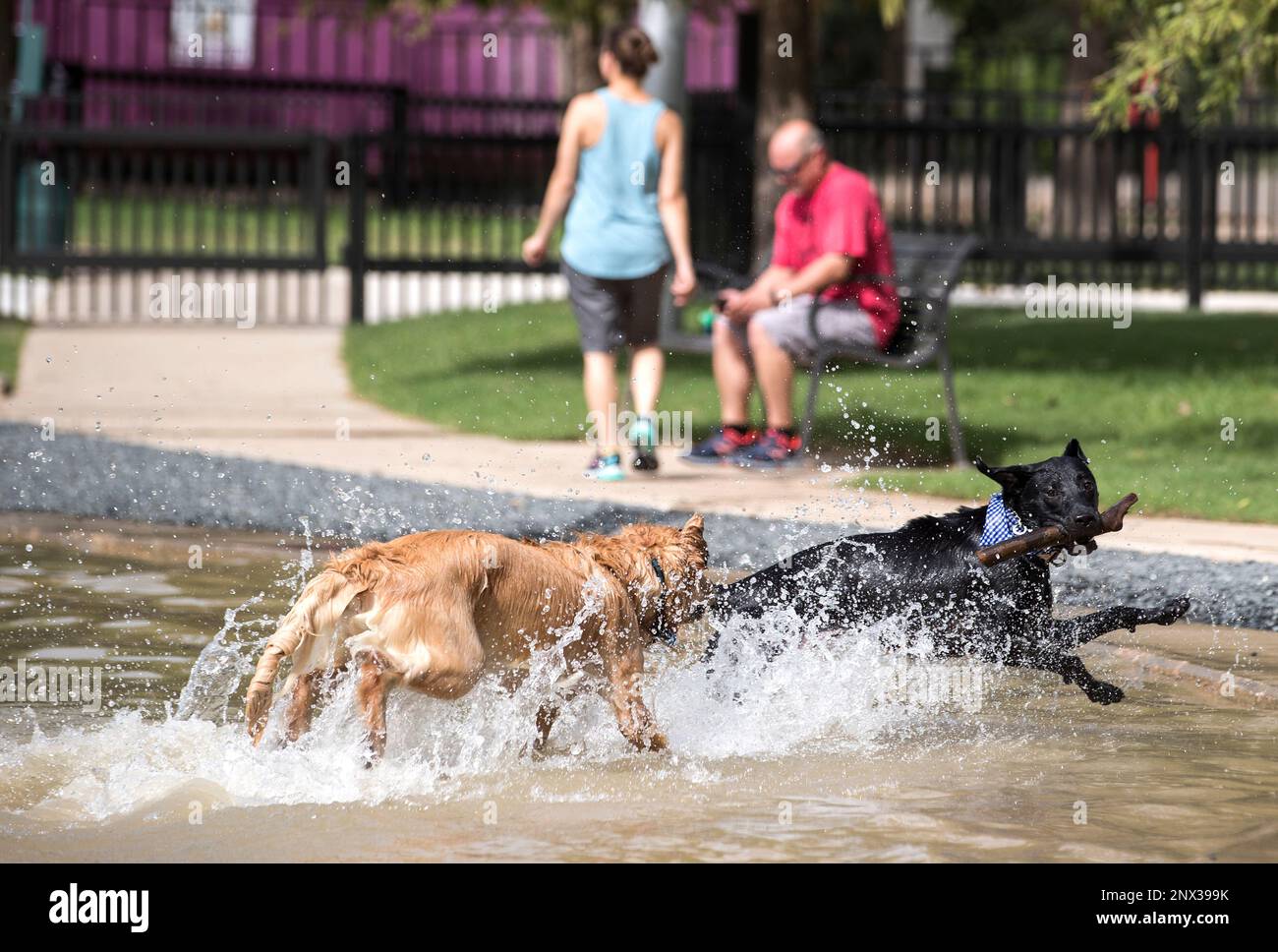 In this Monday, June 11, 2018 photo, David Camp's dog, Lewis, right ...