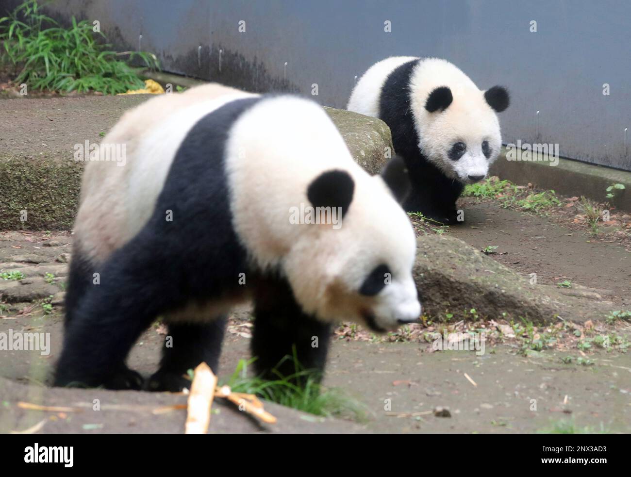 Xiang Xiang(R), the giant panda cub, walks around as her mother Shin ...