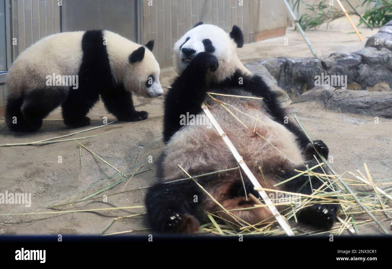 Xiang Xiang, the giant panda cub, walks around as her mother Shin Shin lies at the Tokyo's Ueno ...