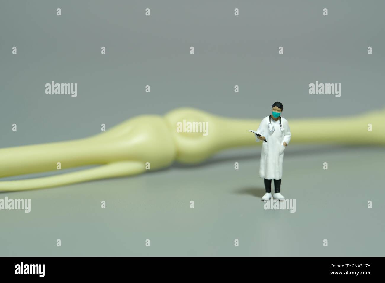 Tibia and fibula hi-res stock photography and images - Alamy