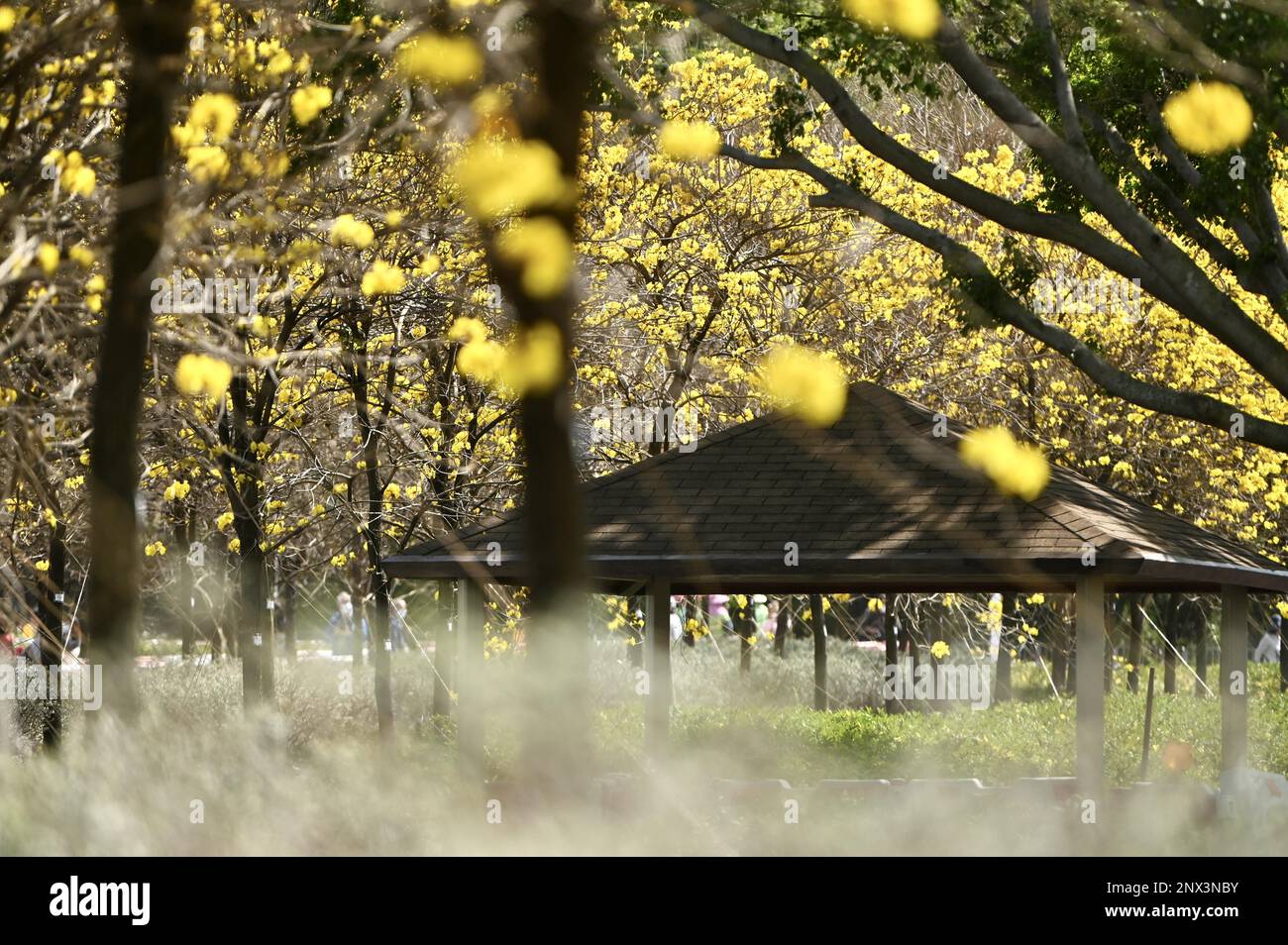 **CHINESE MAINLAND, HONG KONG, MACAU AND TAIWAN OUT** Tabebuia ...