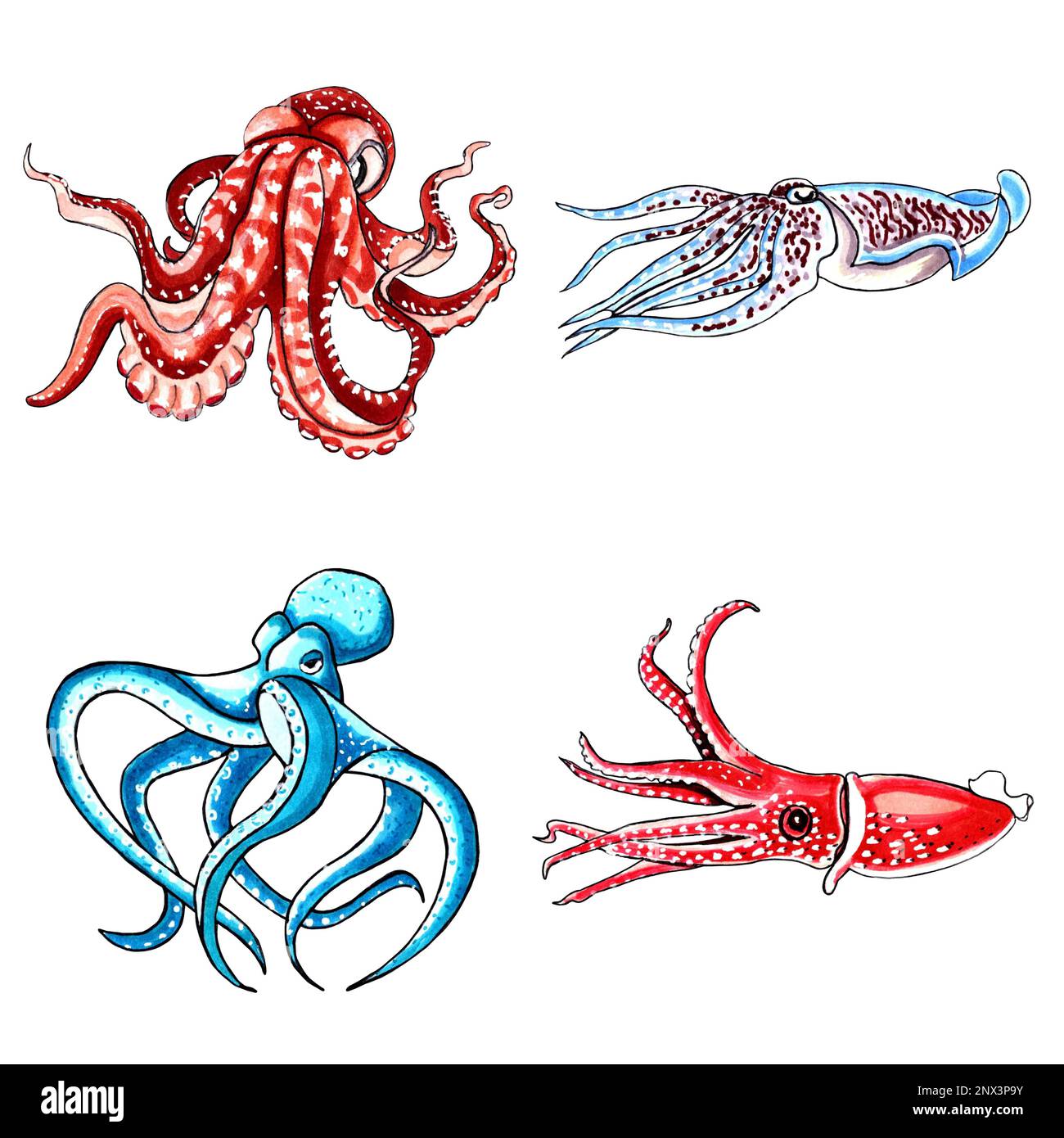 Set of brown, aqua color octopus and blue, red squid. JPEG illustration ...