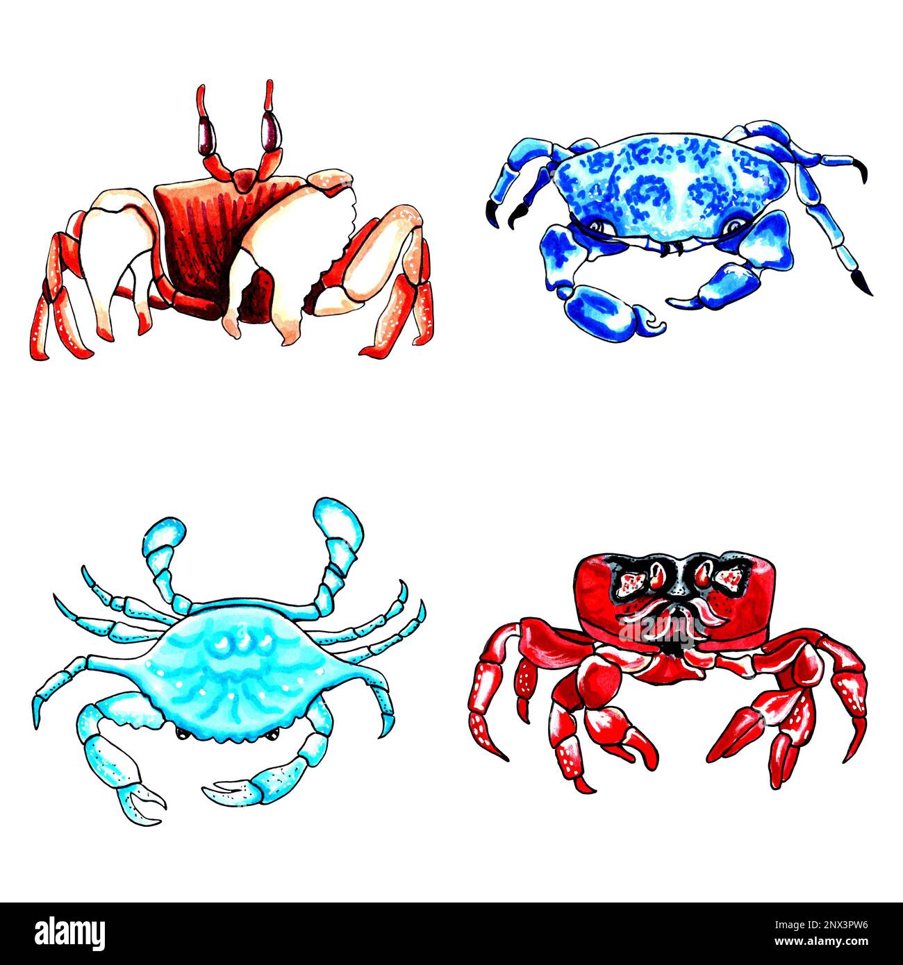 Set of brown, blue, red and aqua color crabs. JPEG illustration marine ...
