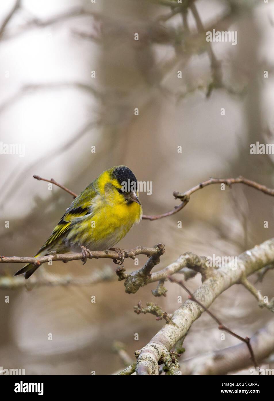 Siskin Carduelis spinus, male bird spring uk yellow and green plumage ...
