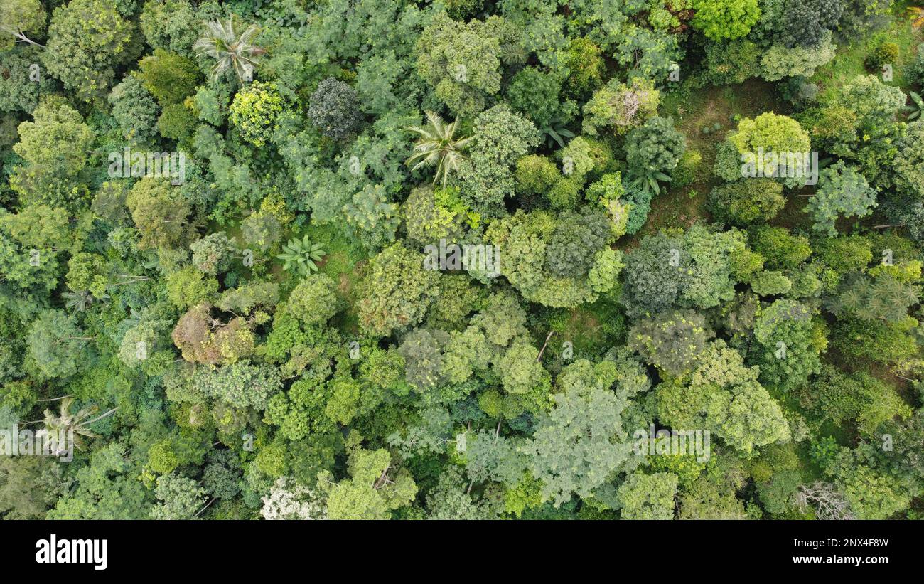 Drone photo of forest view from above with various types of trees ...