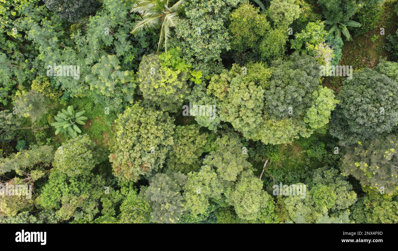 Drone photo of forest view from above with various types of trees ...