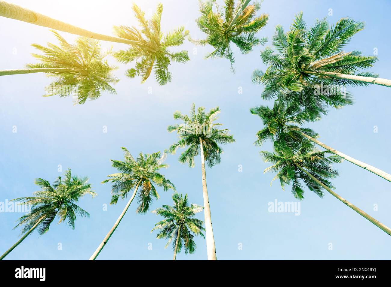 Perspective view of coconut palm trees and sky from the beach upside ...