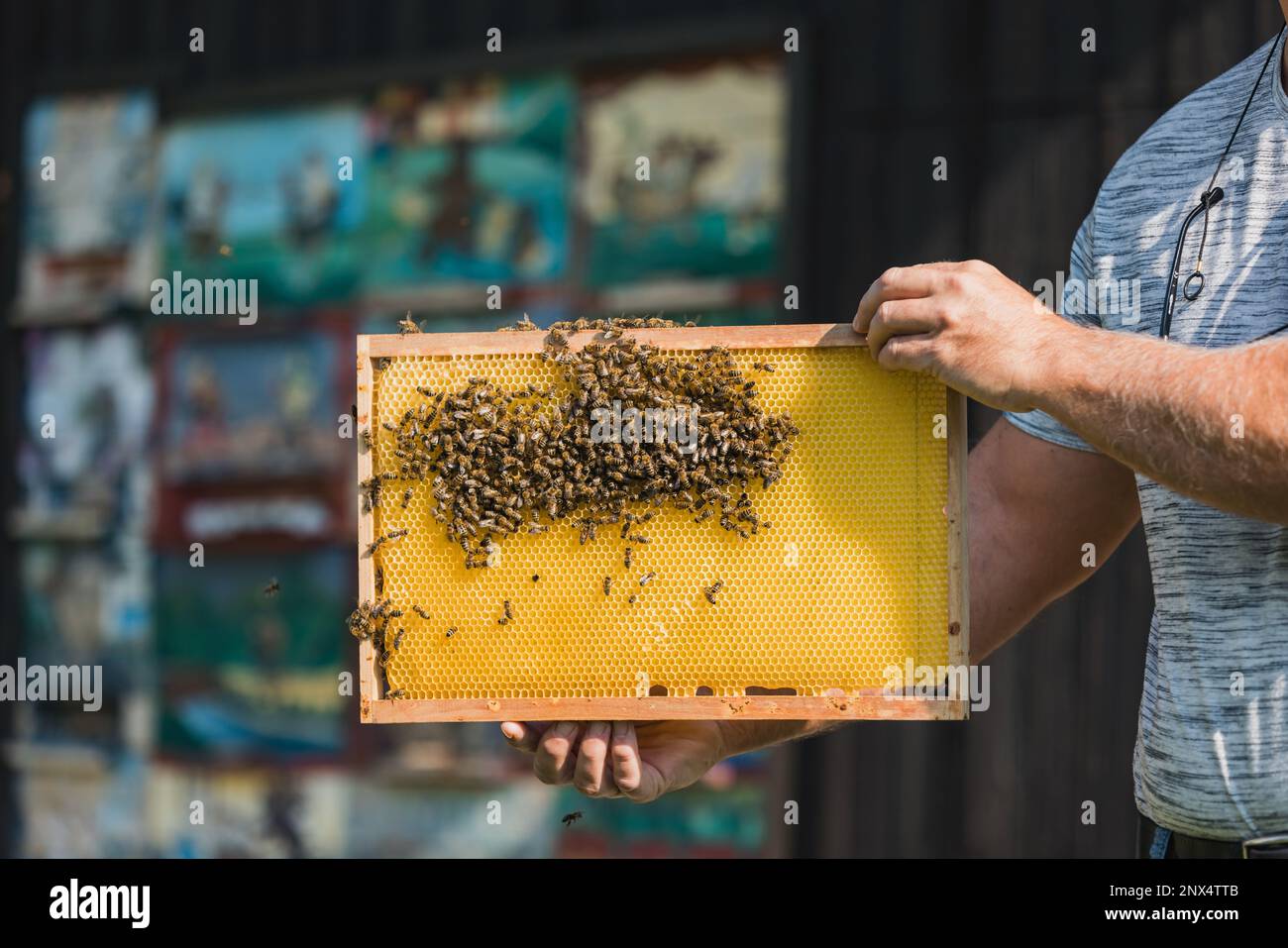 Beekeeper hands holding and inspecting a hive frame with a honeycomb ...