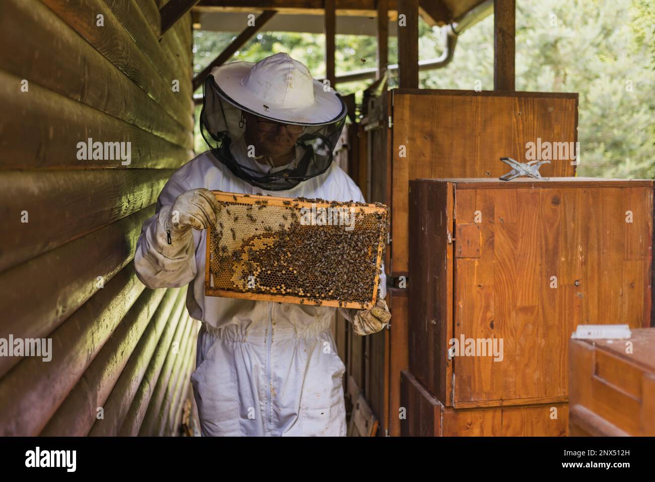 Male beekeeper doing an inspection, opening the beehive, checking brood ...