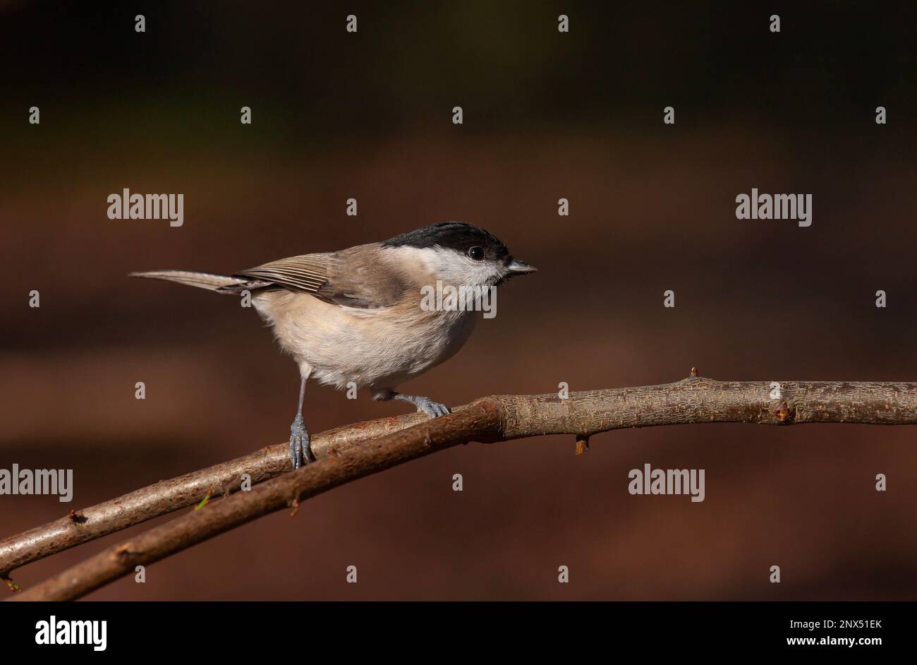 very tiny delicate bird on a single branch, Marsh Tit, Poecile ...
