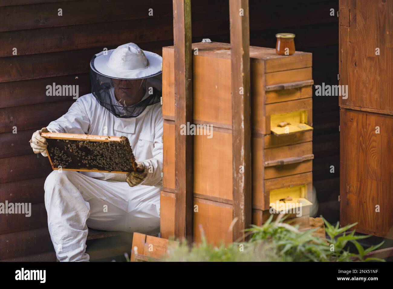 Male beekeeper doing an inspection, opening the beehive, checking brood ...