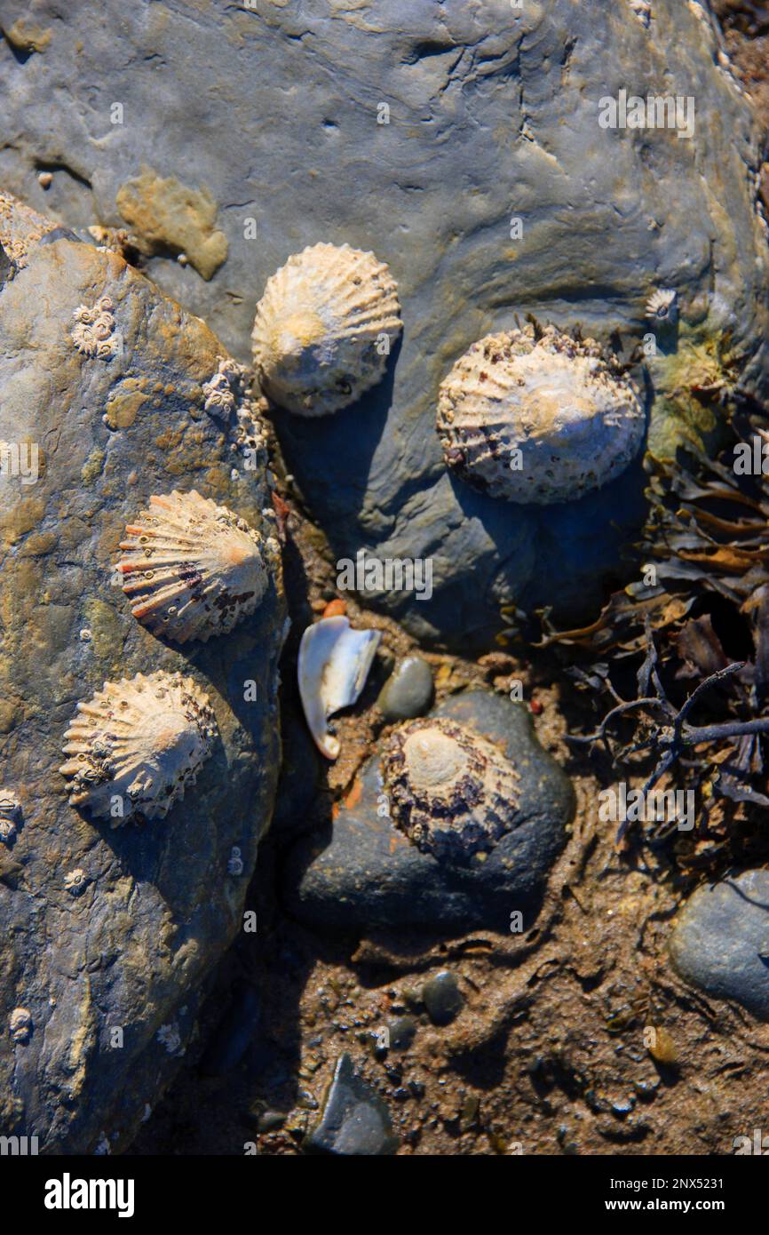 Limpets on rock hi-res stock photography and images - Alamy