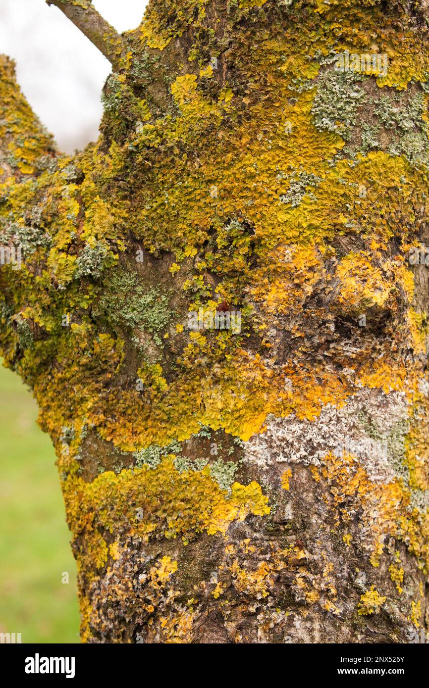 Crusticose lichens on trees Stock Photo - Alamy