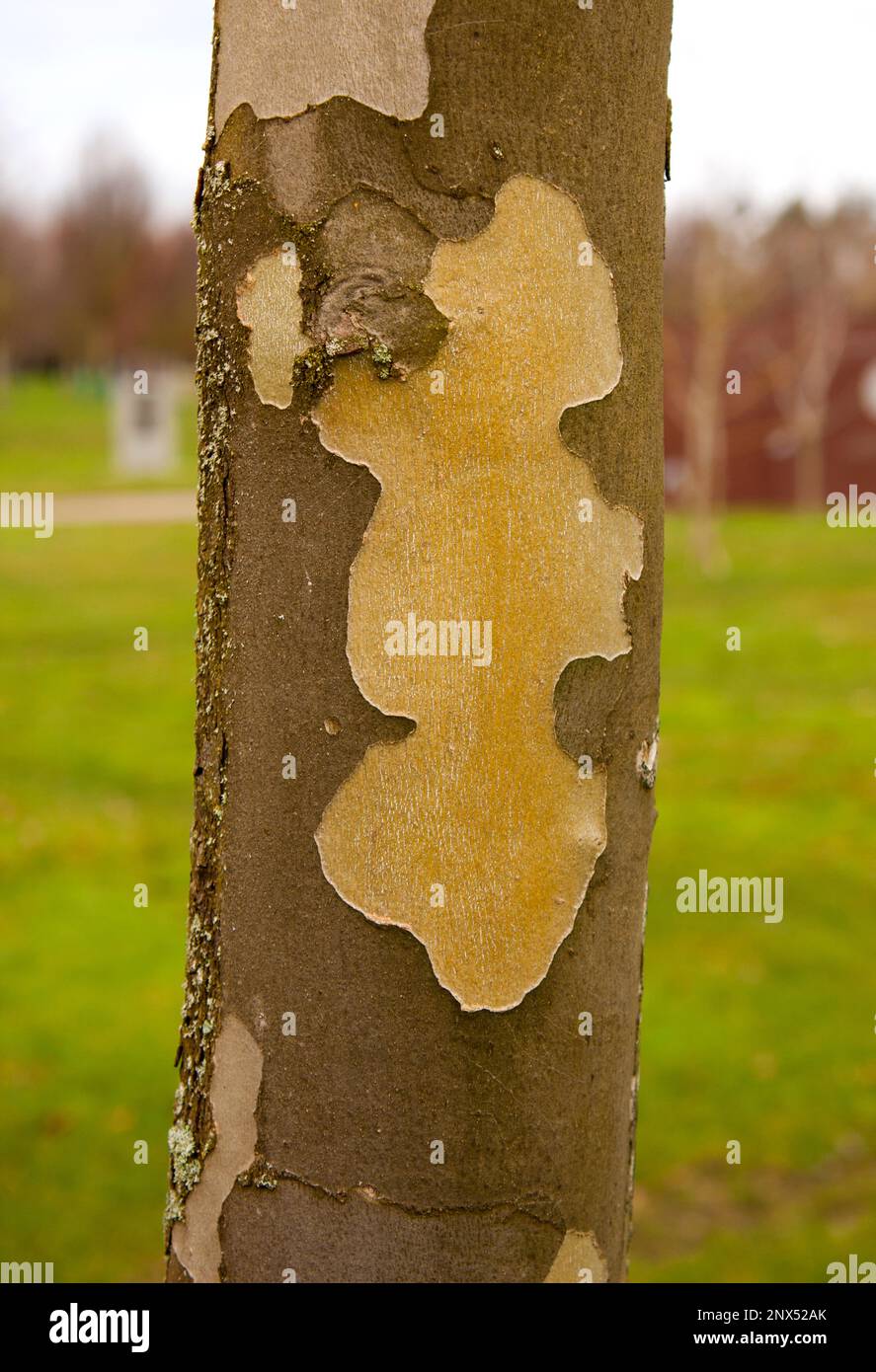 Plane tree bark Stock Photo - Alamy