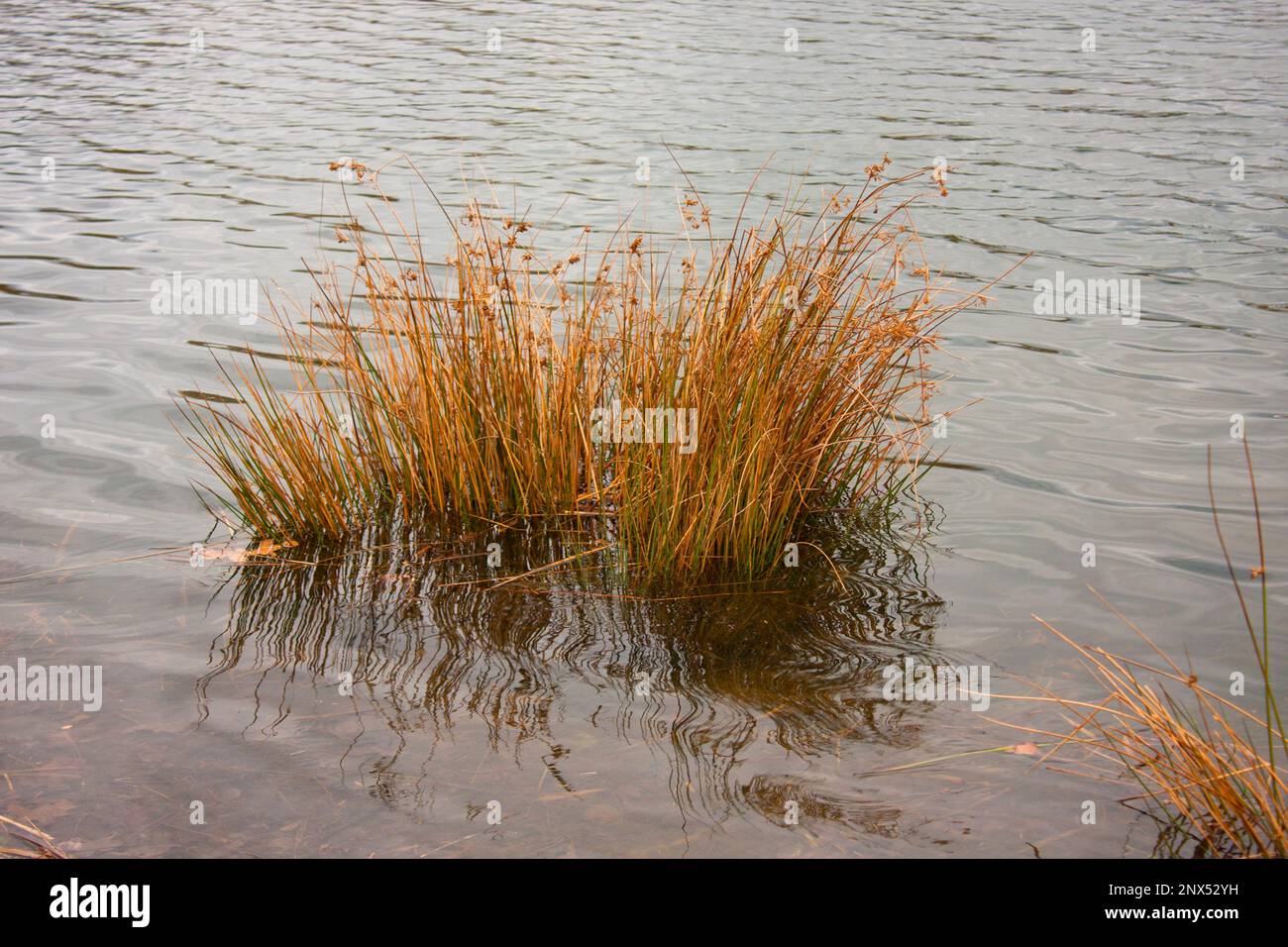 Common rush hi-res stock photography and images - Alamy