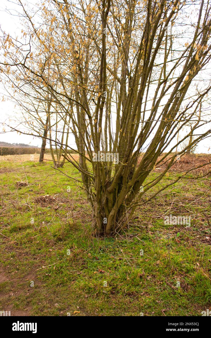 Coppicing hazel hi-res stock photography and images - Alamy