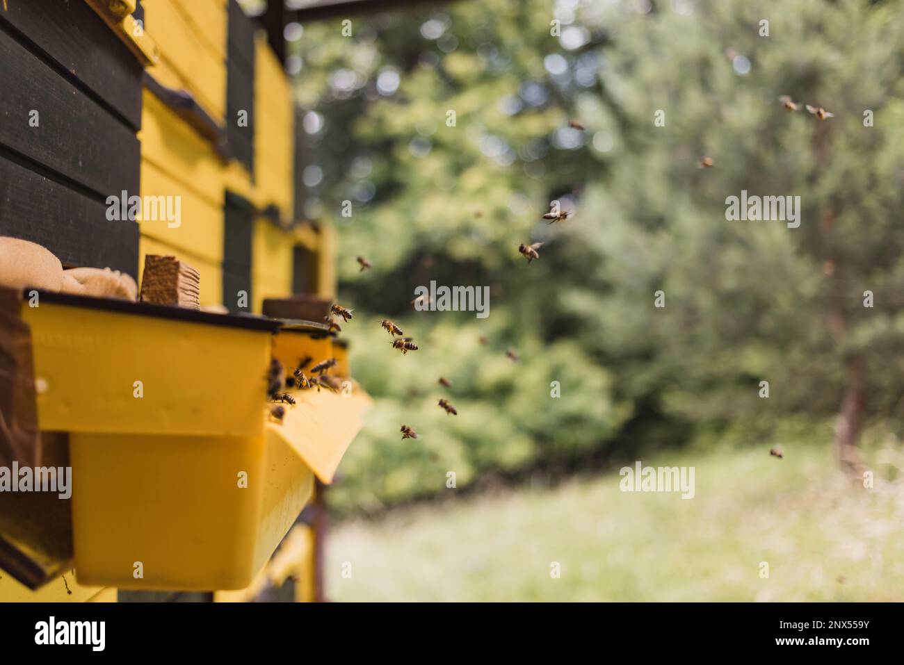 Apiary near the green wood, yellow and black open beehive boxes with ...