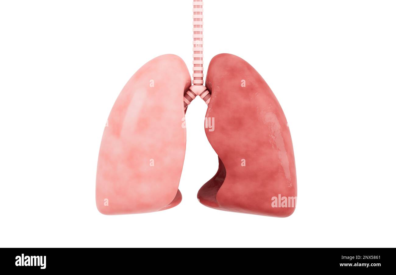 Sick lungs in the white background, Medical concept, 3d rendering ...
