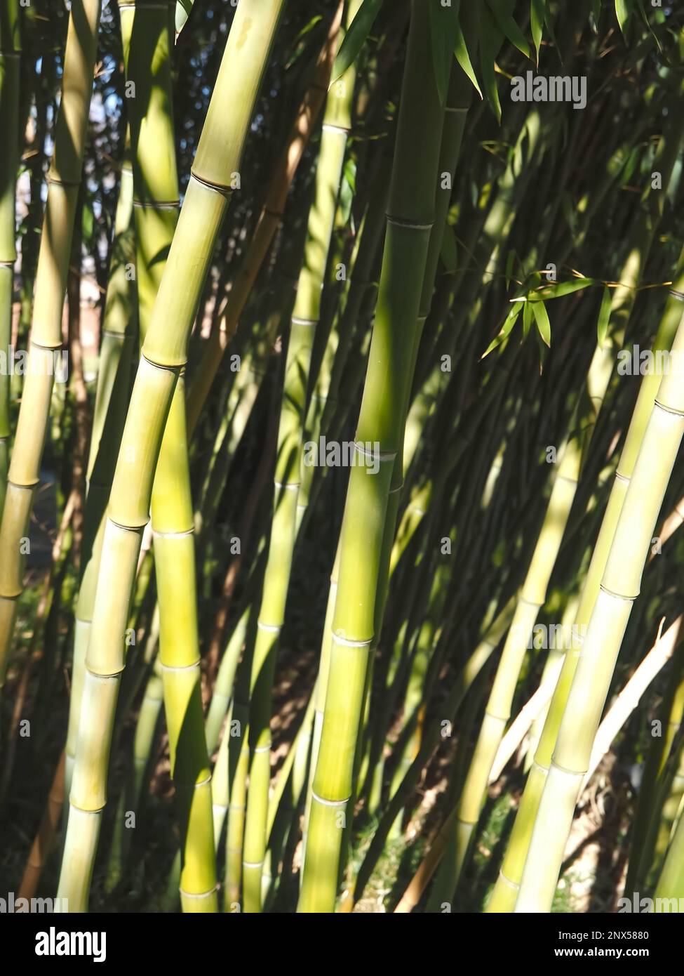 Narrow bamboo forest Phyllostachys dulcis Stock Photo - Alamy