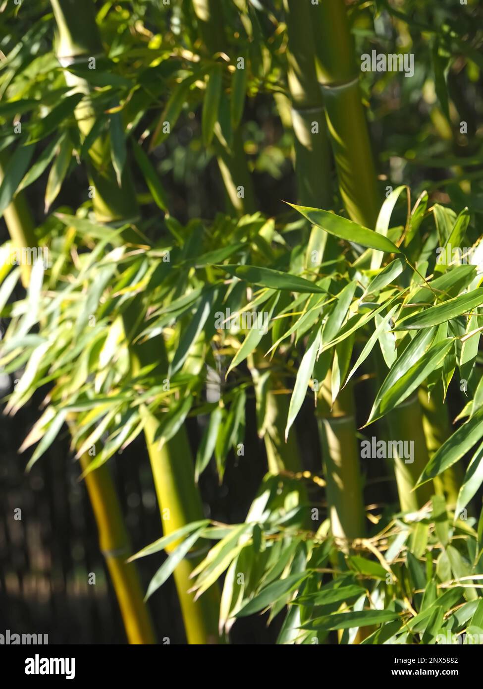 Narrow bamboo forest Phyllostachys dulcis Stock Photo - Alamy