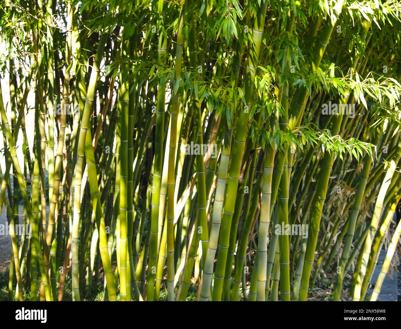 Narrow bamboo forest Phyllostachys dulcis Stock Photo - Alamy