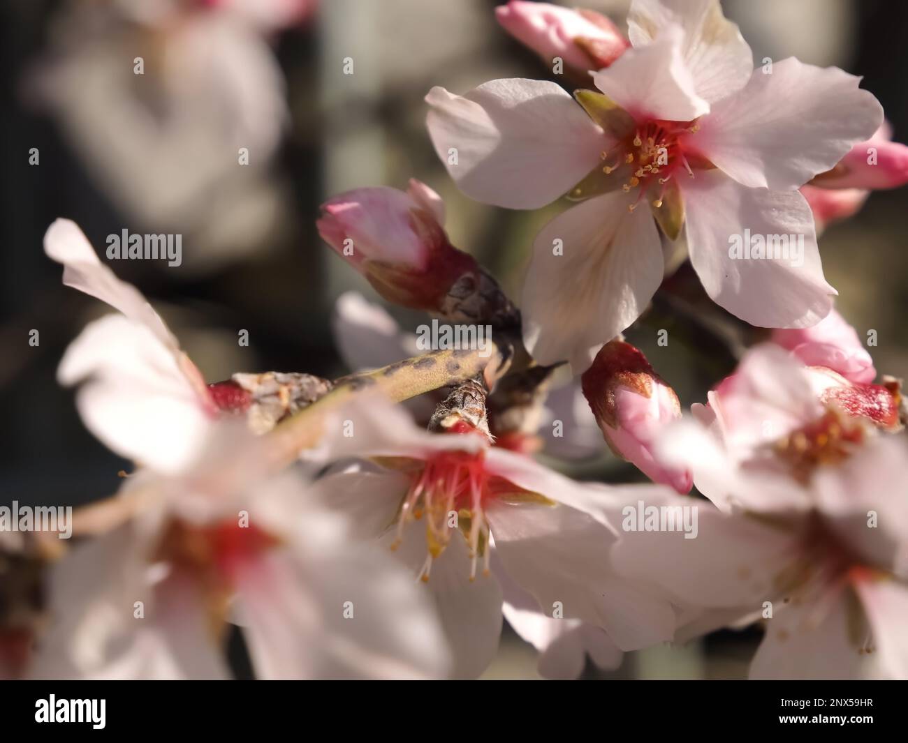 Almond trees bloom hi-res stock photography and images - Alamy