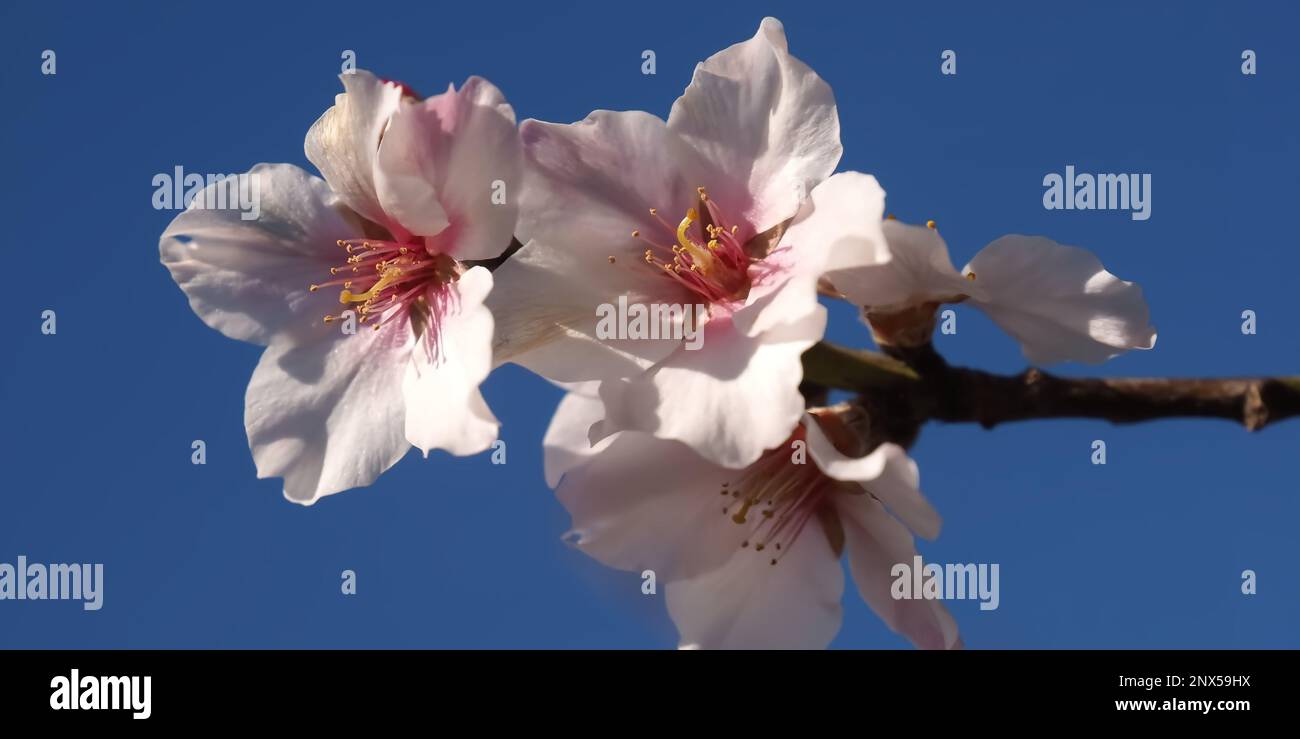 Almond trees bloom hi-res stock photography and images - Alamy