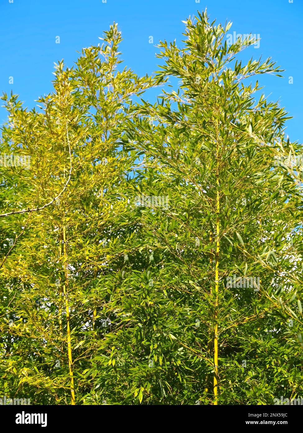 Narrow bamboo forest Phyllostachys dulcis Stock Photo - Alamy