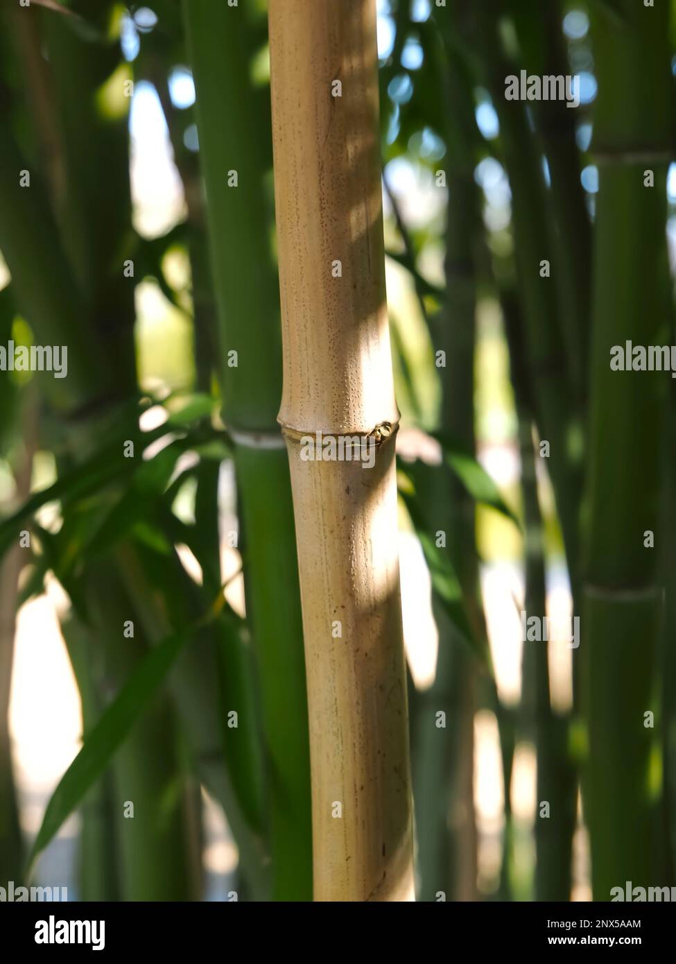 Narrow bamboo forest Phyllostachys dulcis Stock Photo - Alamy