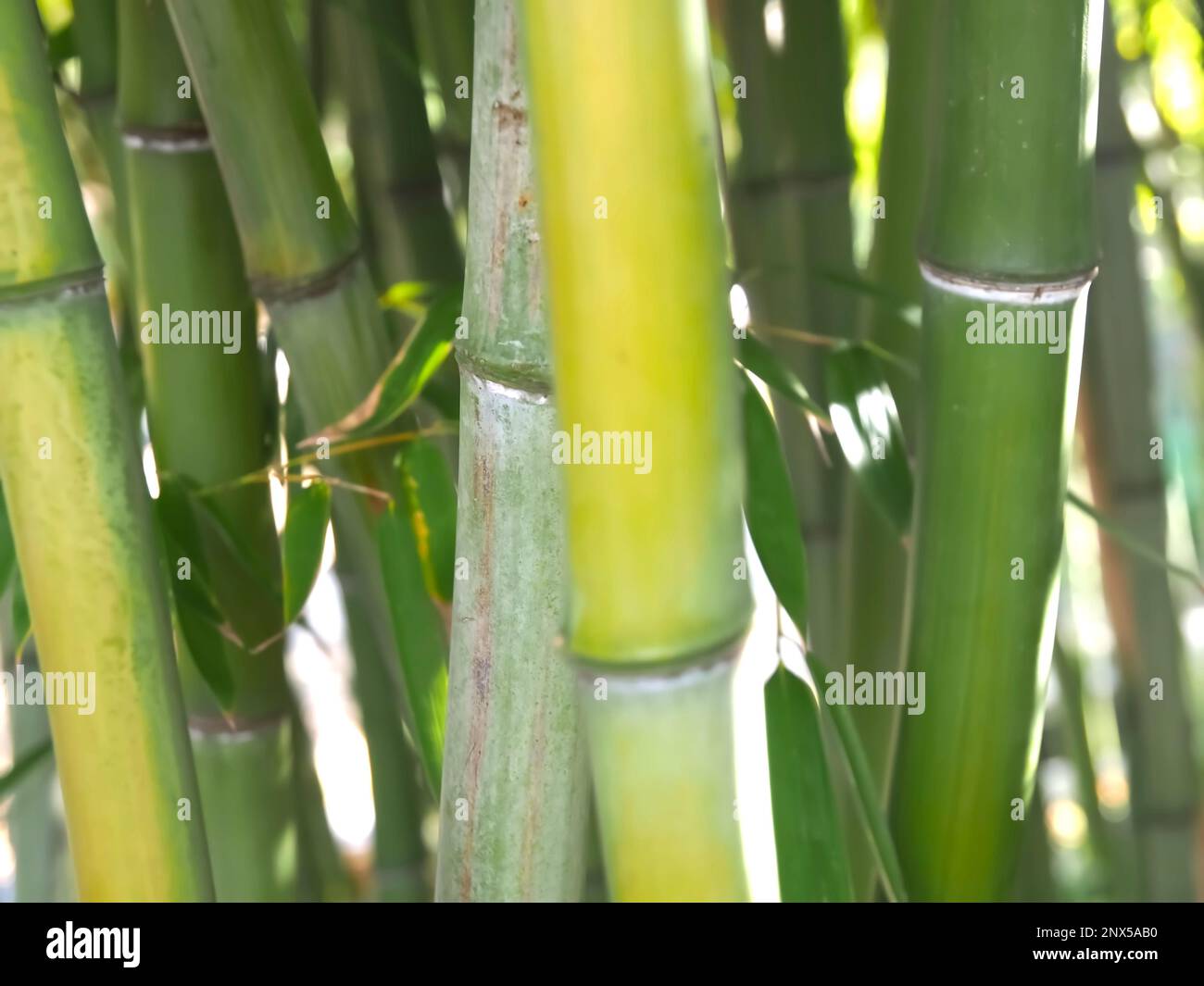 Narrow bamboo forest Phyllostachys dulcis Stock Photo - Alamy