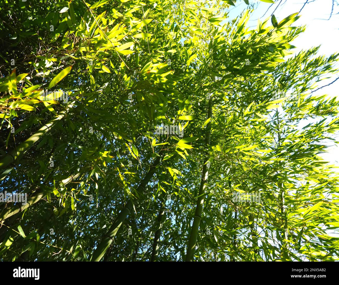 Narrow bamboo forest Phyllostachys dulcis Stock Photo - Alamy