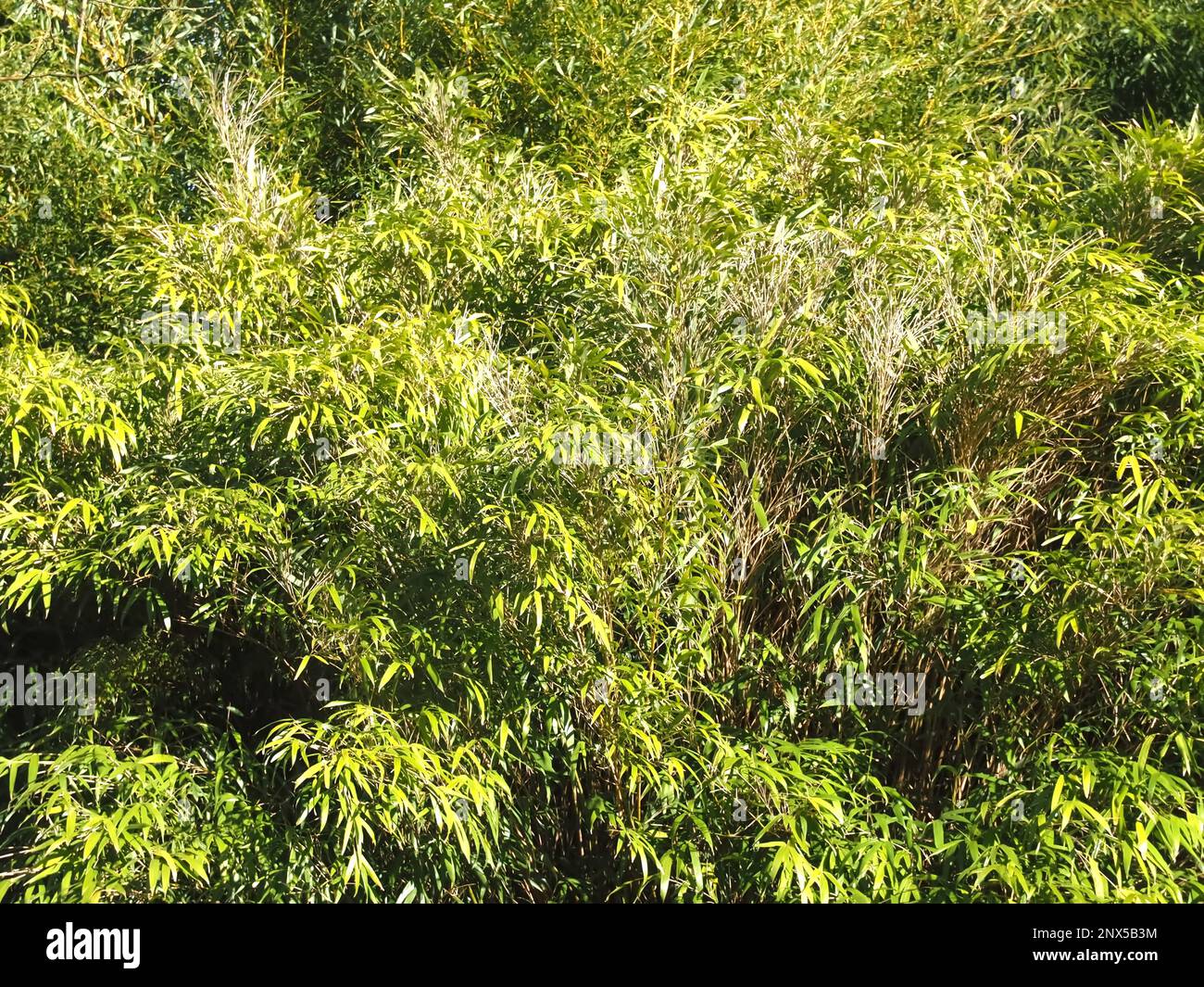 Narrow bamboo forest Phyllostachys dulcis Stock Photo - Alamy