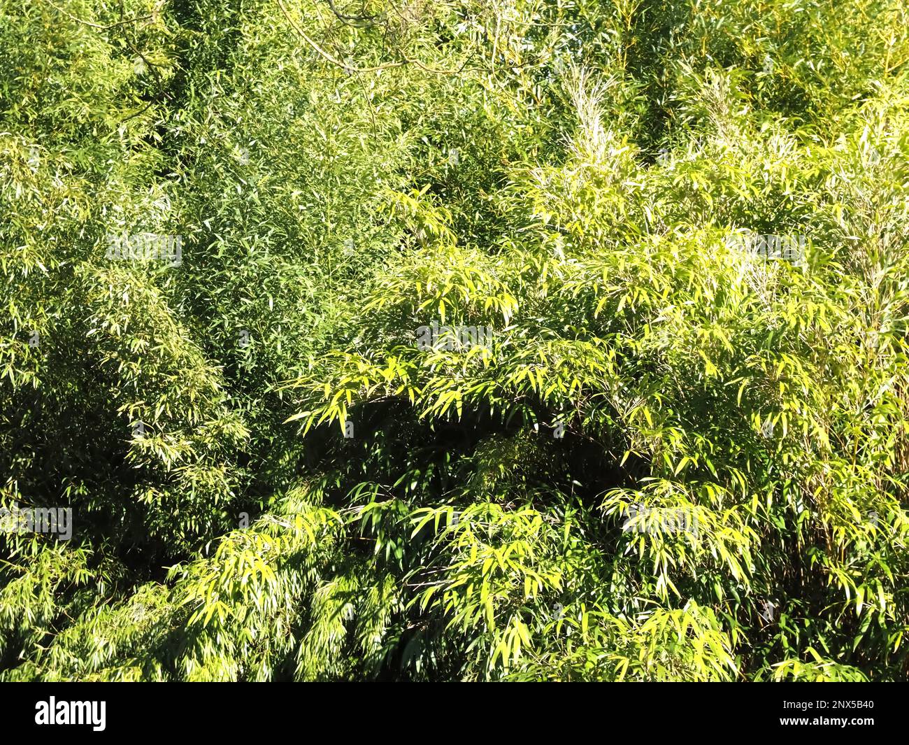 Narrow bamboo forest Phyllostachys dulcis Stock Photo - Alamy