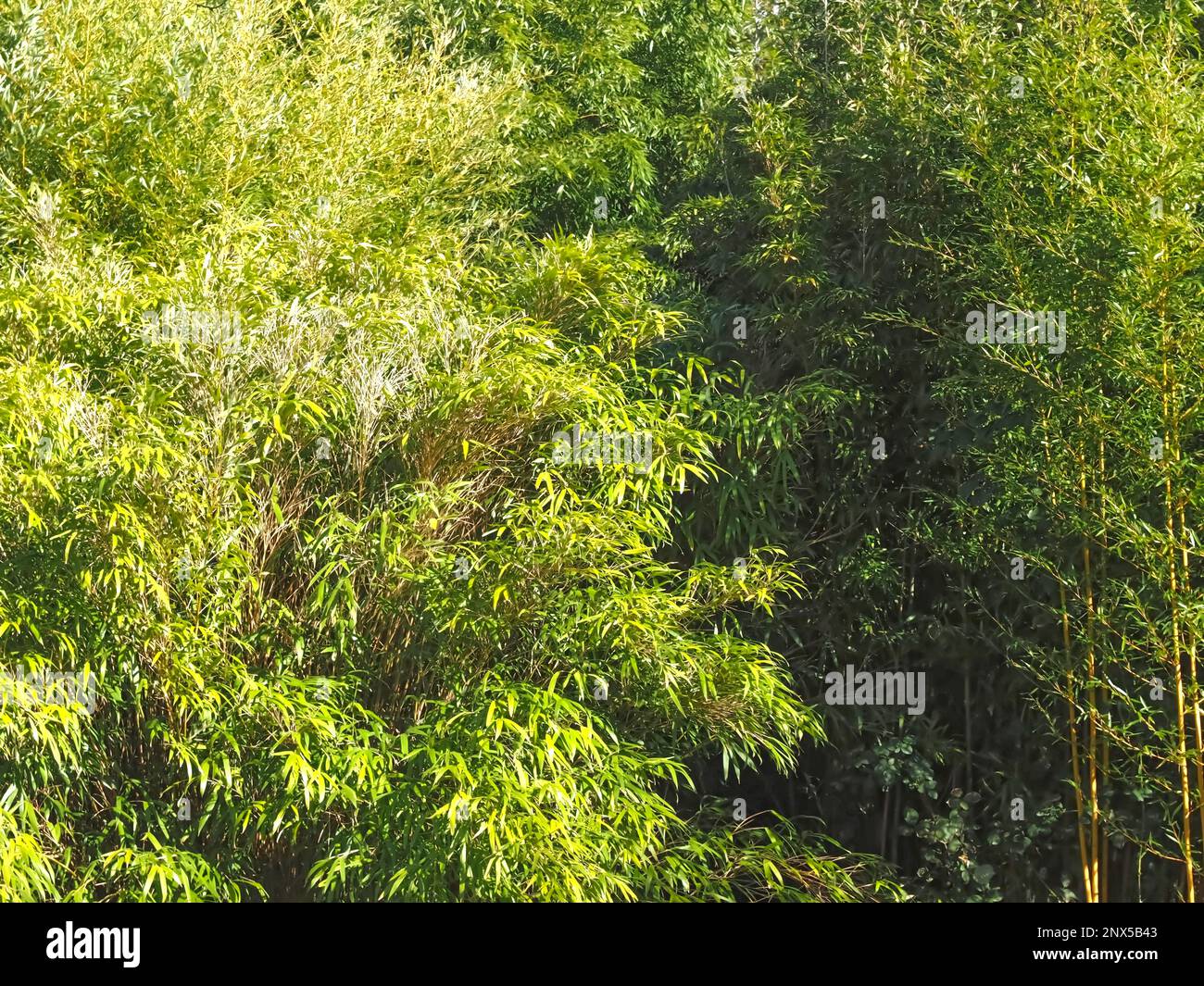 Narrow bamboo forest Phyllostachys dulcis Stock Photo - Alamy