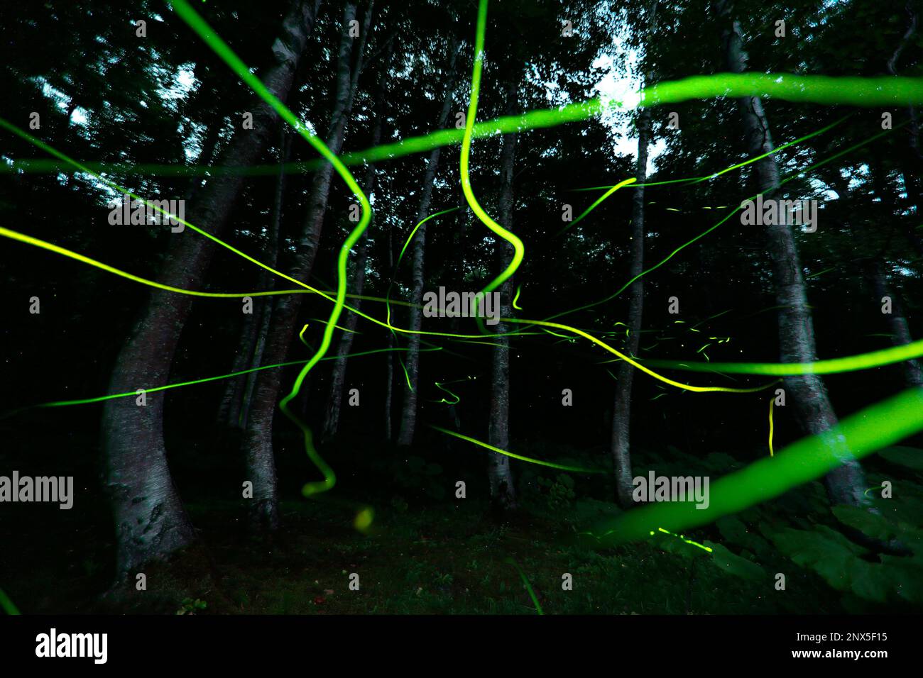 A picture taken on July 16, 2017 shows lightning bugs flying around ...