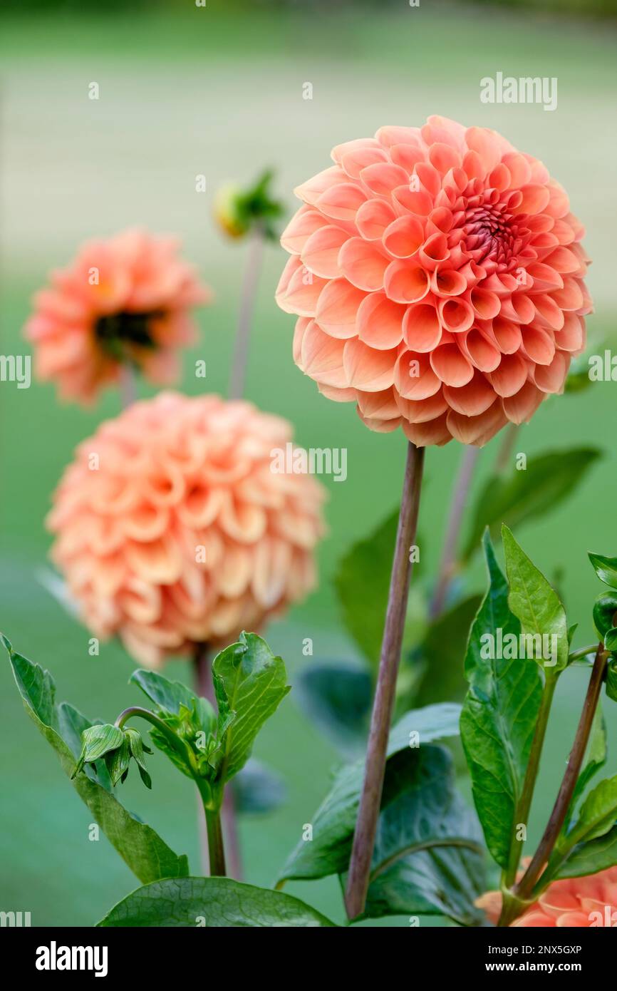 Oakwood naranga hi-res stock photography and images - Alamy