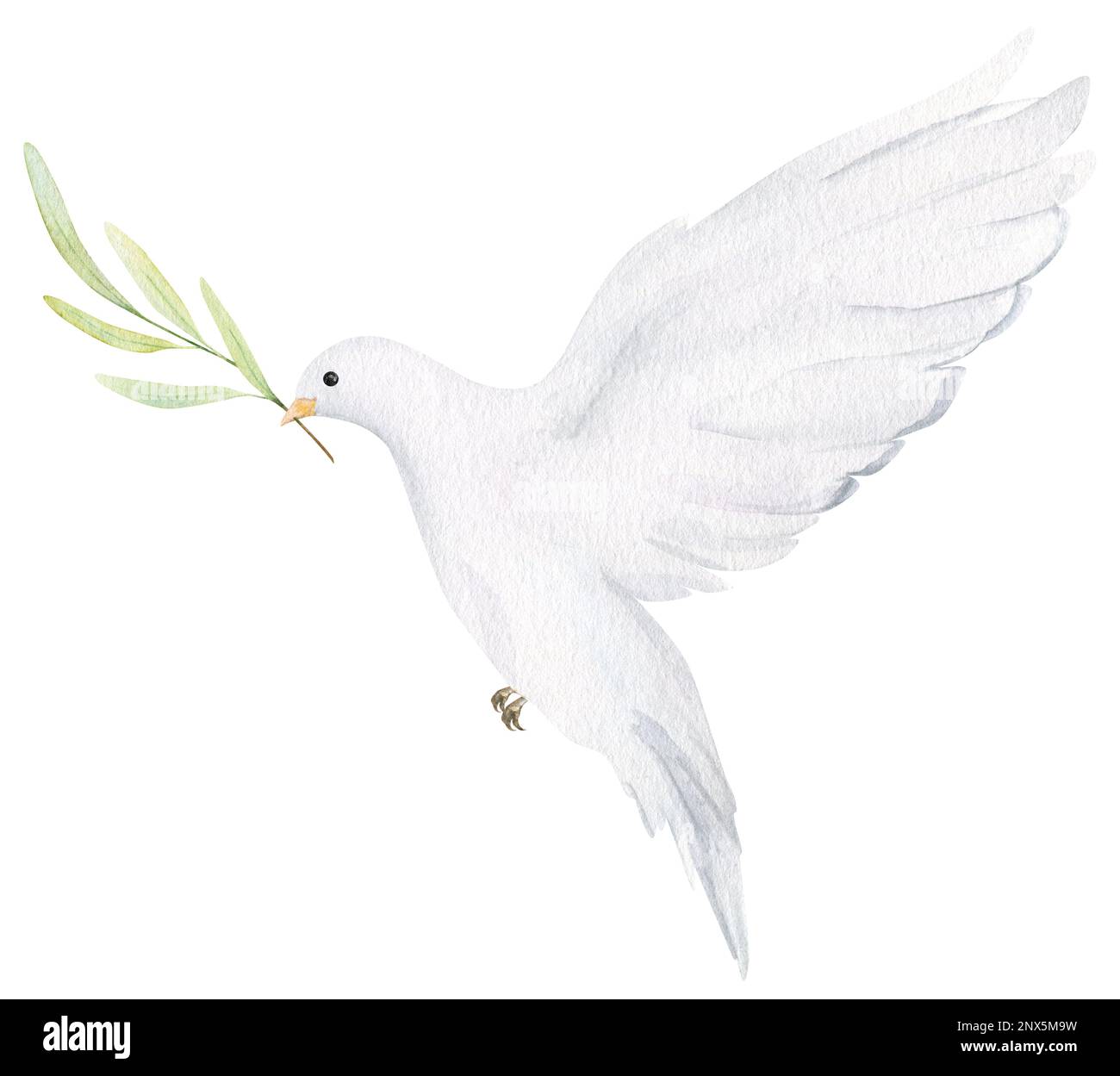Watercolor white dove and olive branches. Hand drawn watercolor ...