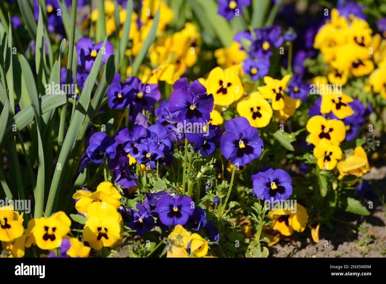 Veilchengewachse violaceae hi-res stock photography and images - Alamy