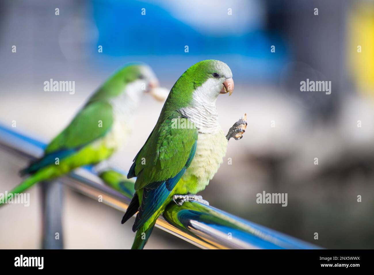 01/03/2023 Monk Parakeets also known as Quaker Parrots in Caleta de ...