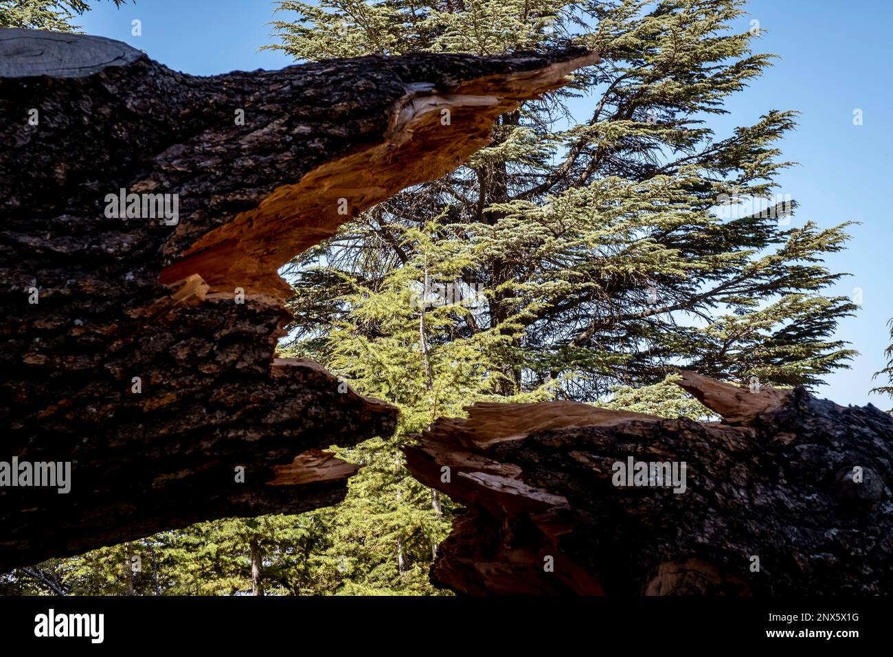 The Cedars (ARZ AL-RAB). Located around 5 km above Bcharré, Qadisha ...