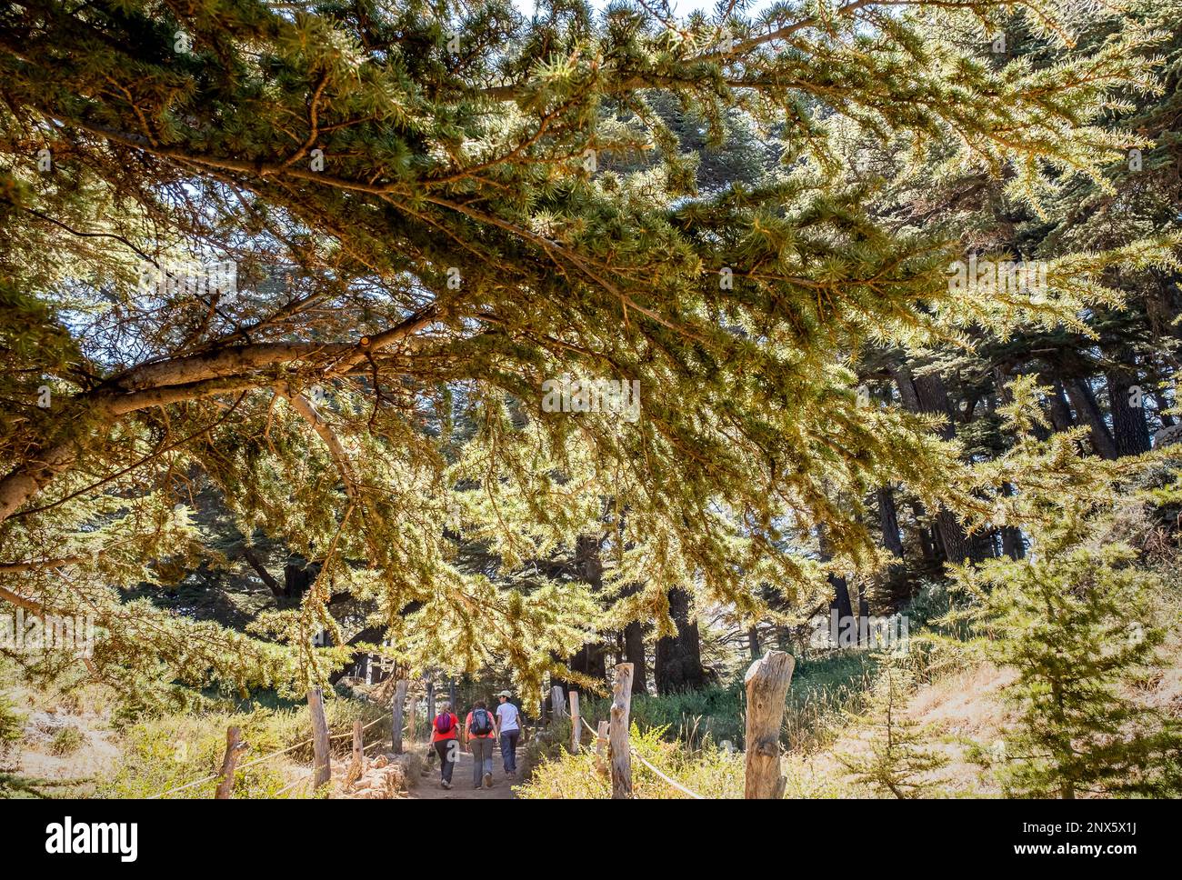 The Cedars (ARZ AL-RAB). Located around 5 km above Bcharré, Qadisha ...