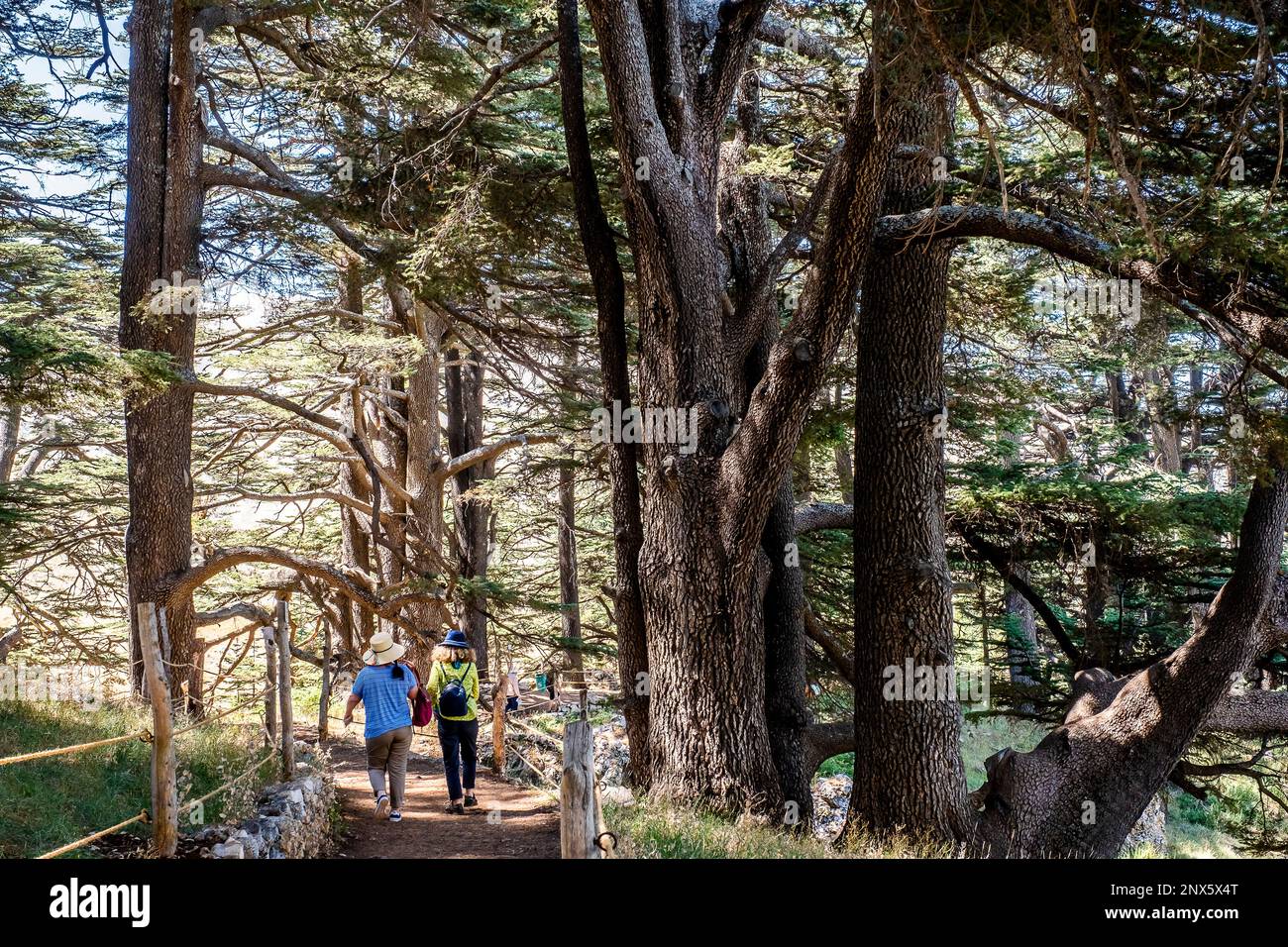 The Cedars (ARZ AL-RAB). Located around 5 km above Bcharré, Qadisha ...