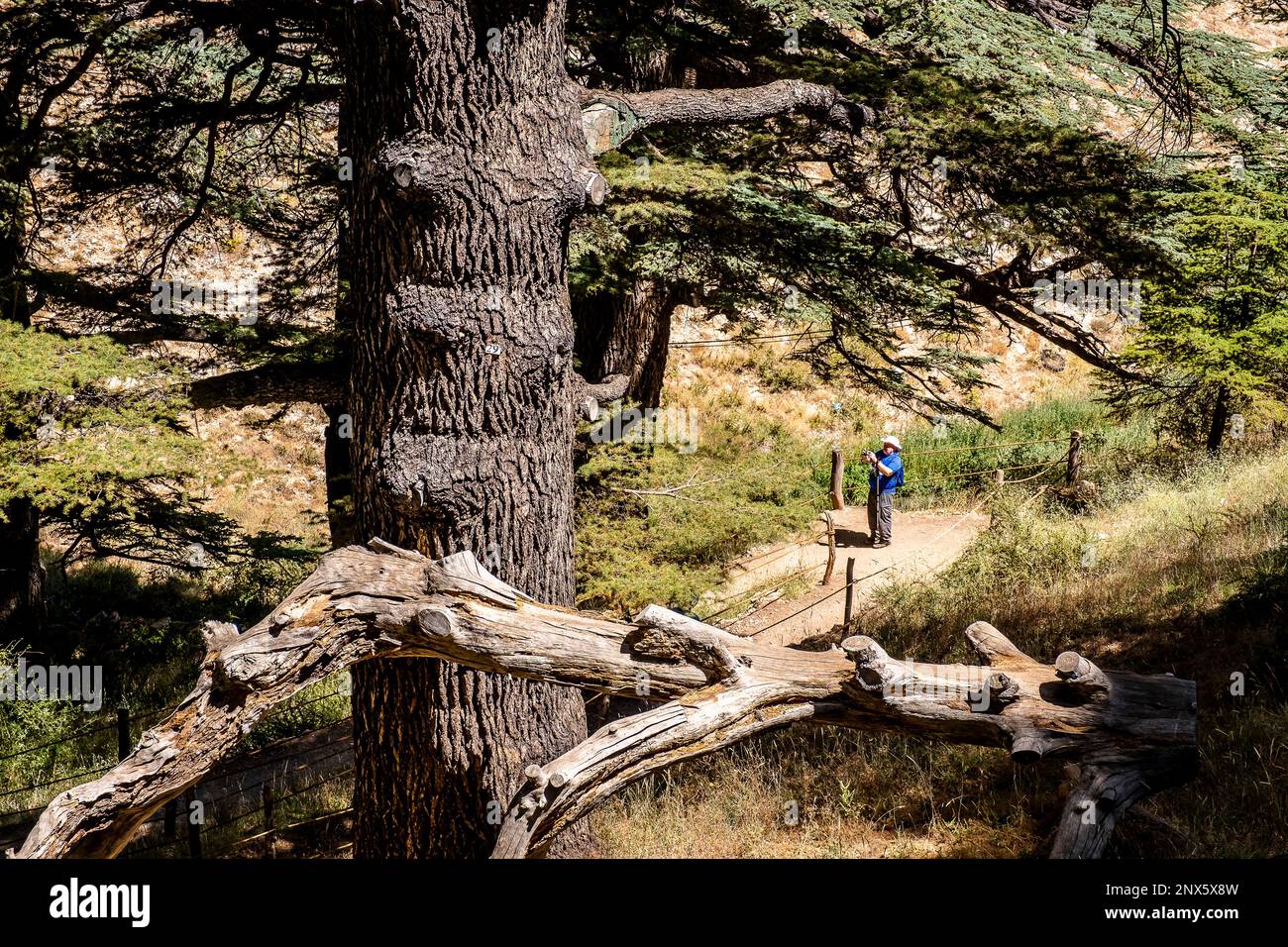 The Cedars (ARZ AL-RAB). Located around 5 km above Bcharré, Qadisha ...