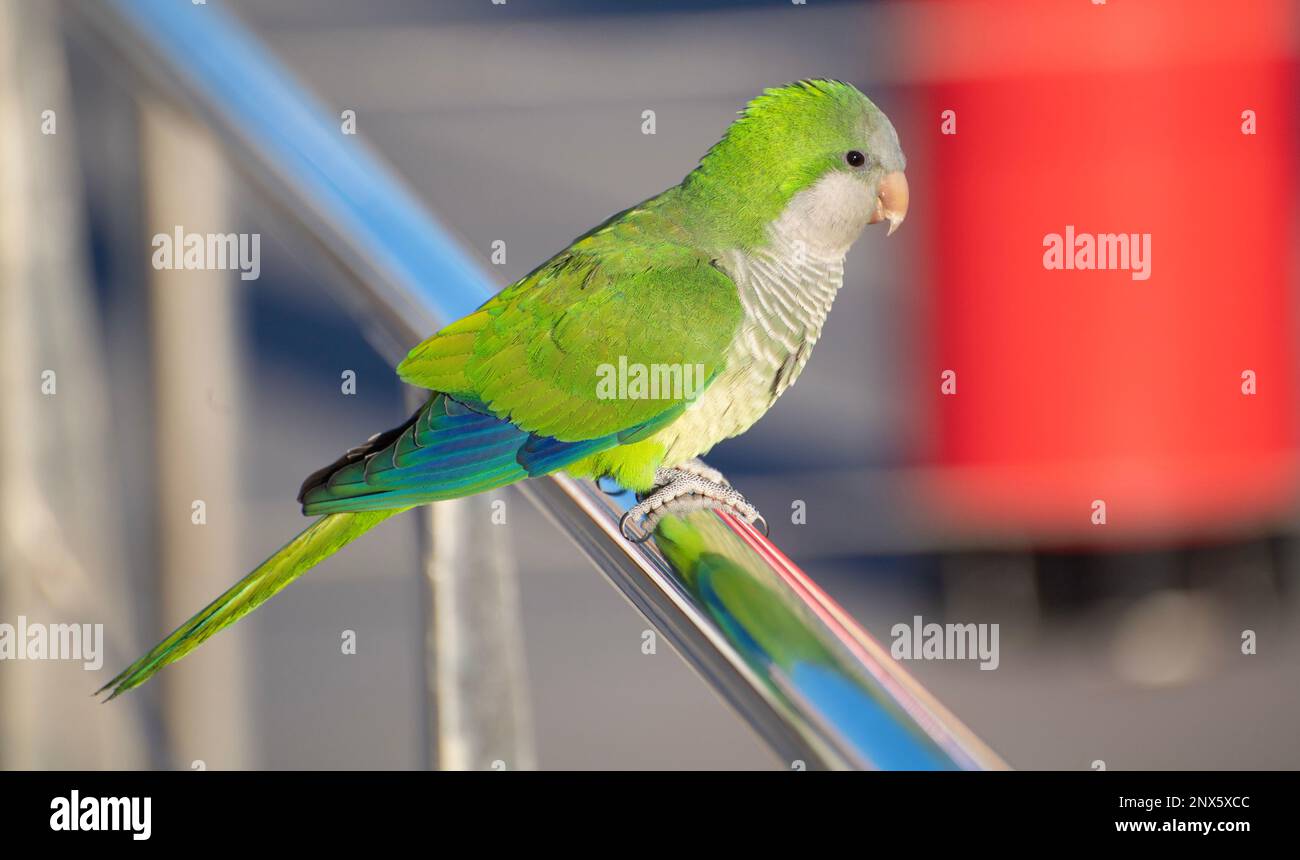 01/03/2023 Monk Parakeets also known as Quaker Parrots in Caleta de ...