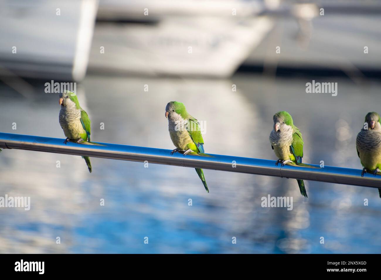 01/03/2023 Monk Parakeets also known as Quaker Parrots in Caleta de ...