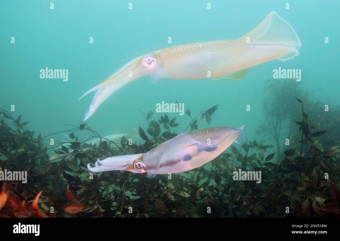 A female bigfin reef squid is seen with a male squid at a spawning bed ...