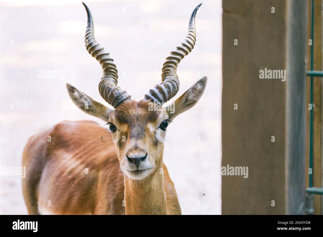 Antelope head horns hi-res stock photography and images - Alamy